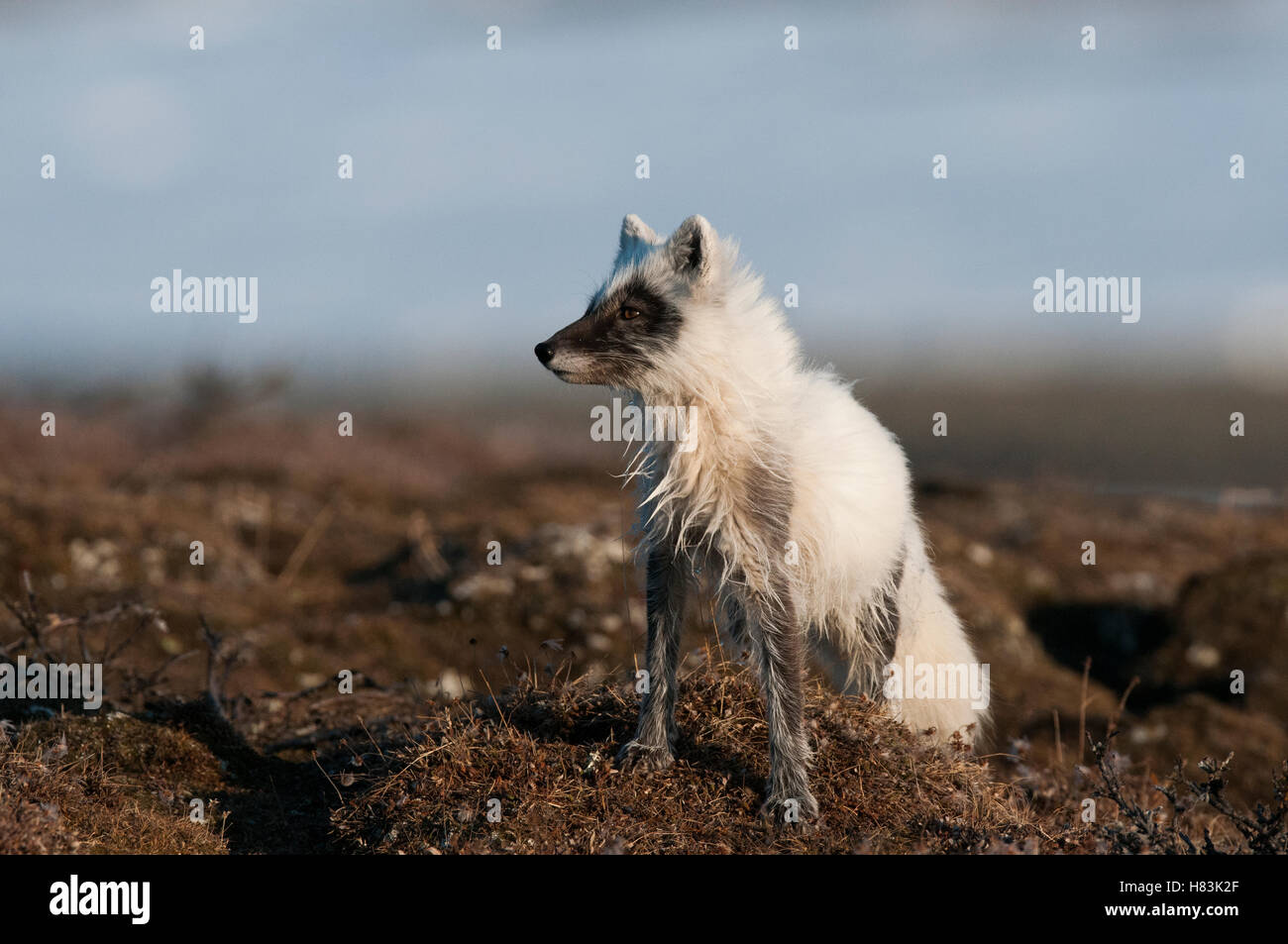 Arctic Fox (Alopex lagopus) molting into winter coat, Wrangel Island ...