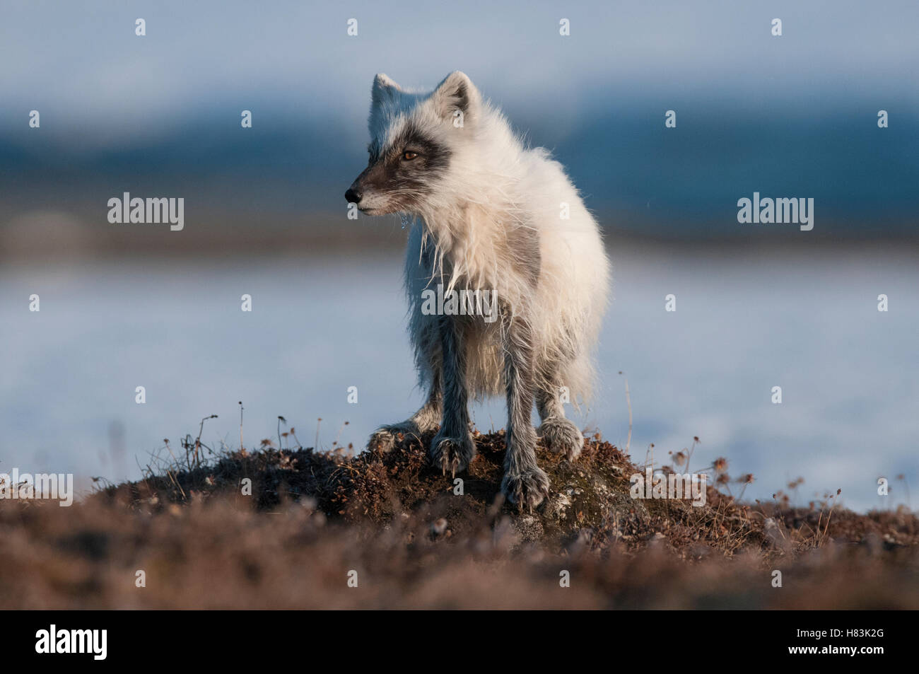 Arctic Fox (Alopex lagopus) molting into winter coat, Wrangel Island ...