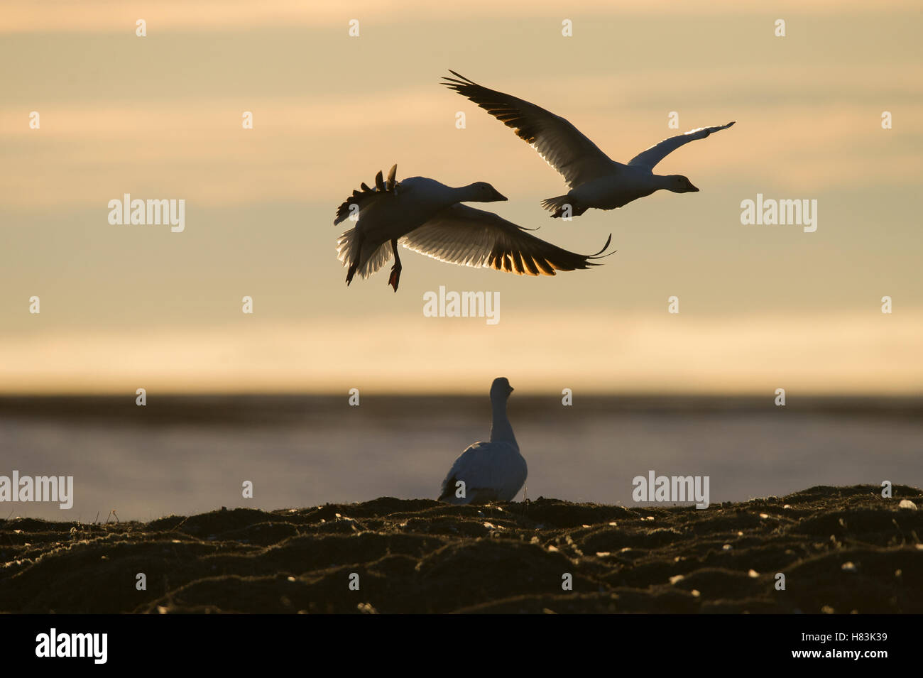 Snow Goose (Chen caerulescens) pair flying over nesting grounds ...