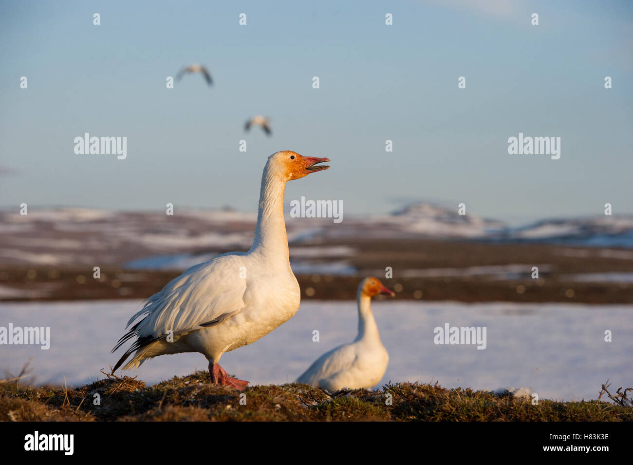 Snow Goose (Chen caerulescens) pair on tundra with heads stained by ...