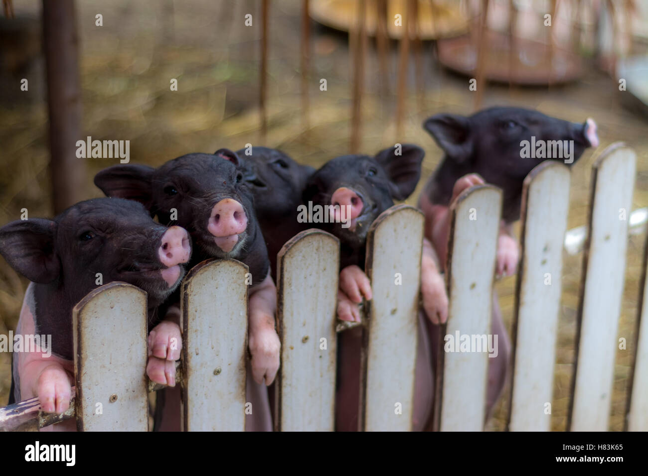 Five Little Pigs High Resolution Stock Photography and Images - Alamy