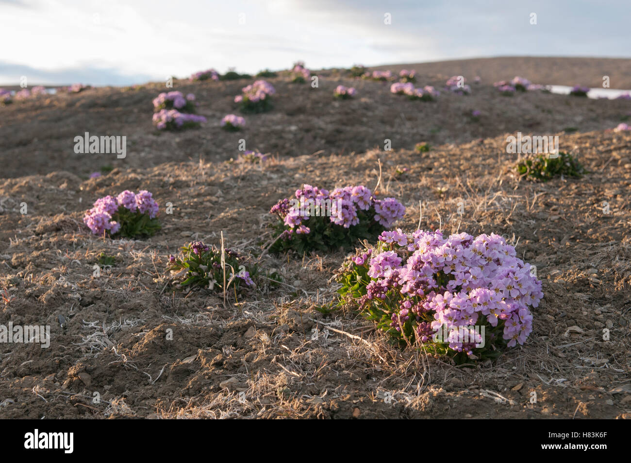 Nakedstem Wallflower (Parrya nudicaulis) flowering in tundra landscape ...