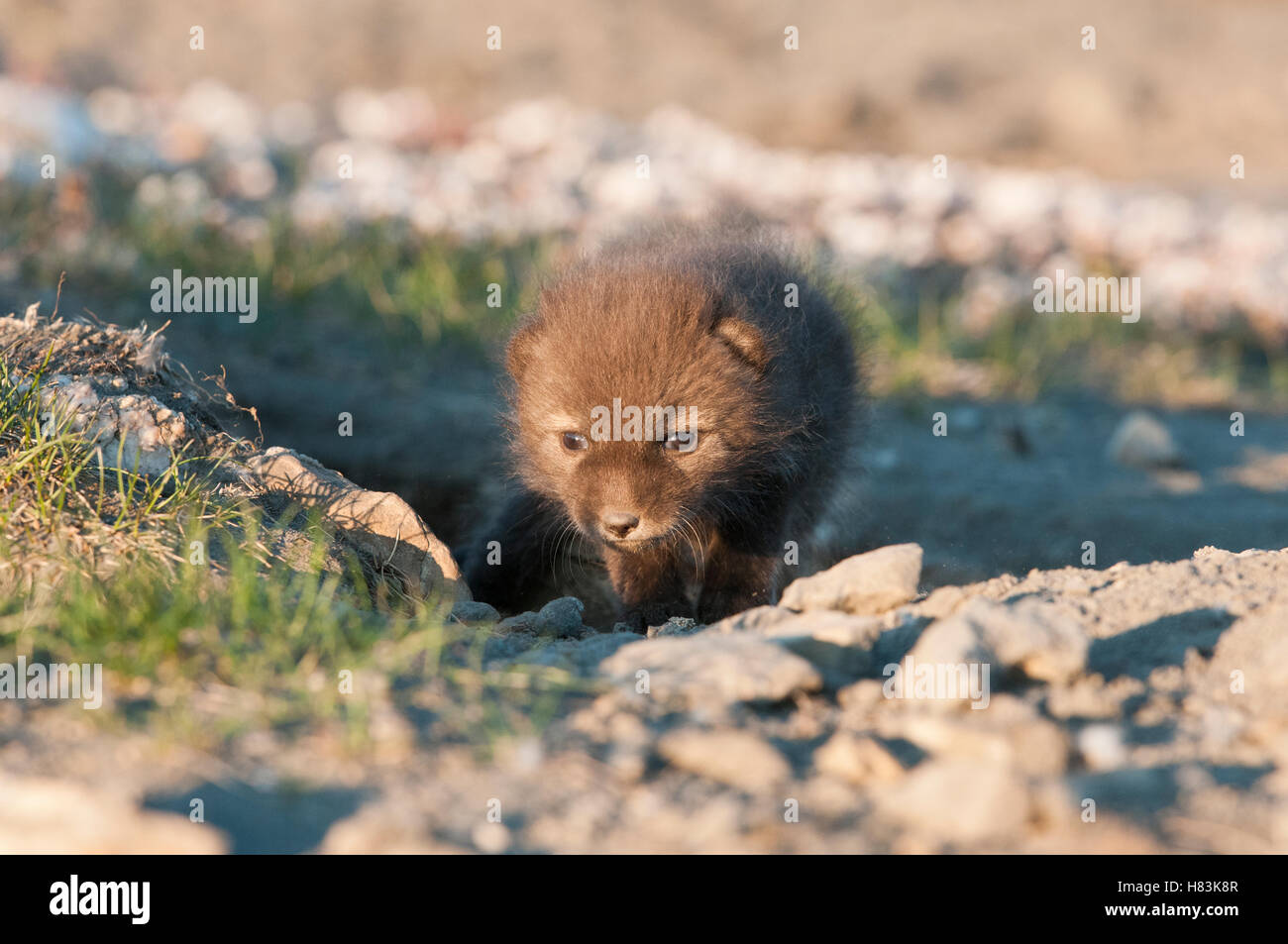 Arctic Fox (Alopex lagopus) pup, Wrangel Island, Russia Stock Photo - Alamy