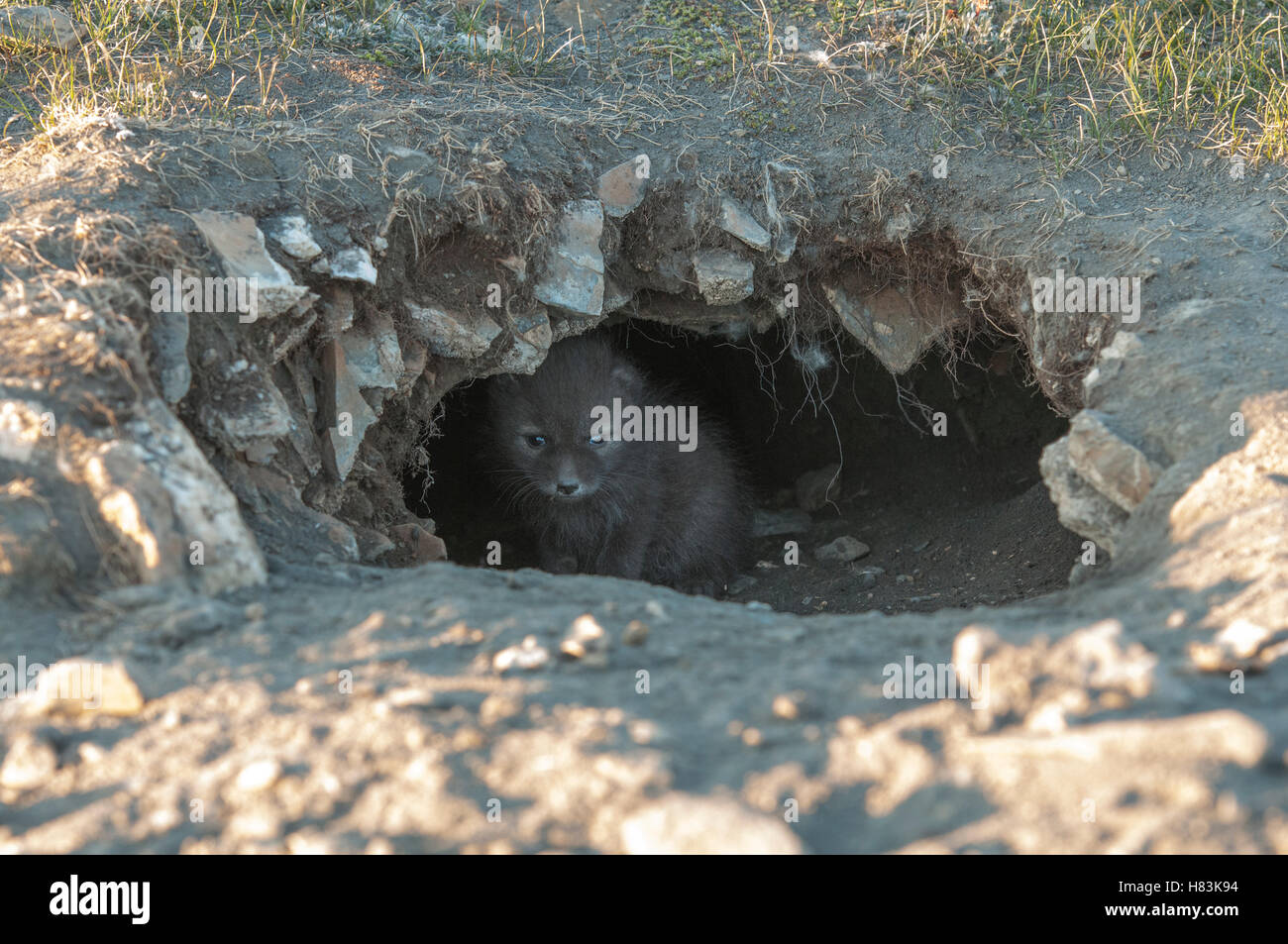 Arctic Fox (Alopex lagopus) pup inside burrow, Wrangel Island, Russia ...