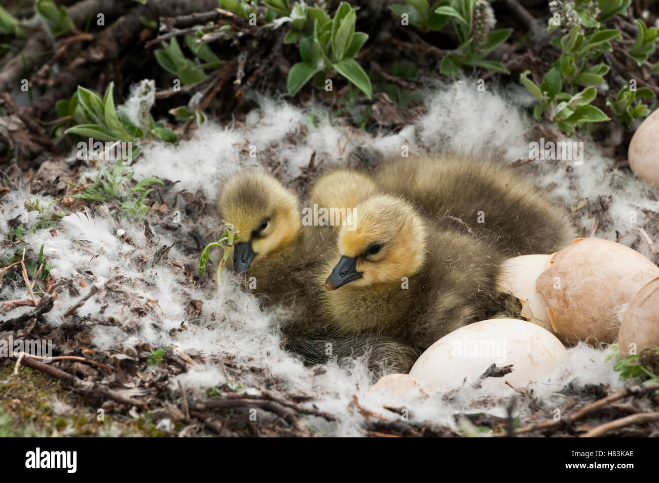 Snow Goose (Chen caerulescens) chicks in nest, Wrangel Island, Russia ...