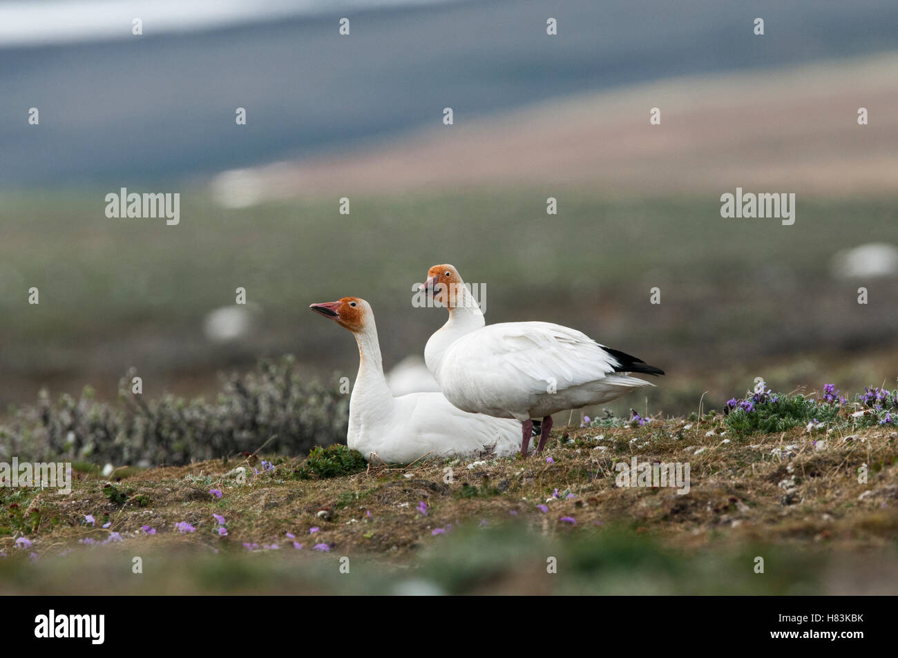 Snow Goose (Chen caerulescens) pair with heads stained by soil minerals ...