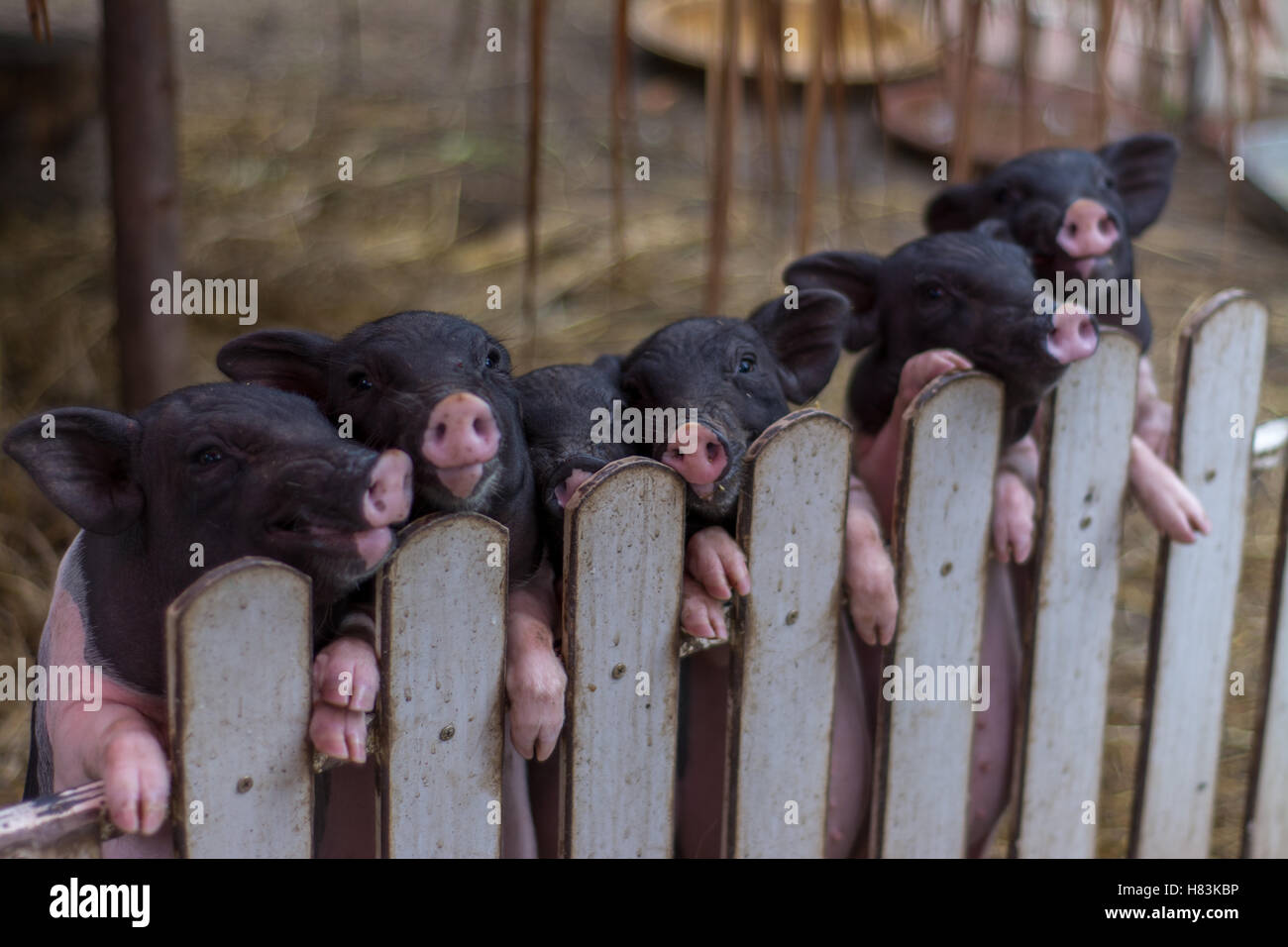 Thailand pigs hi-res stock photography and images - Alamy