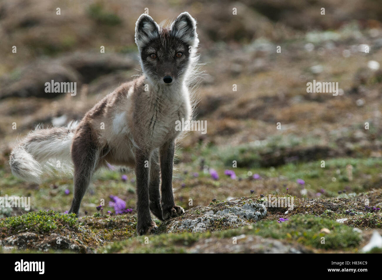 Arctic Fox (Alopex lagopus) juvenile molting into winter coat, Wrangel ...