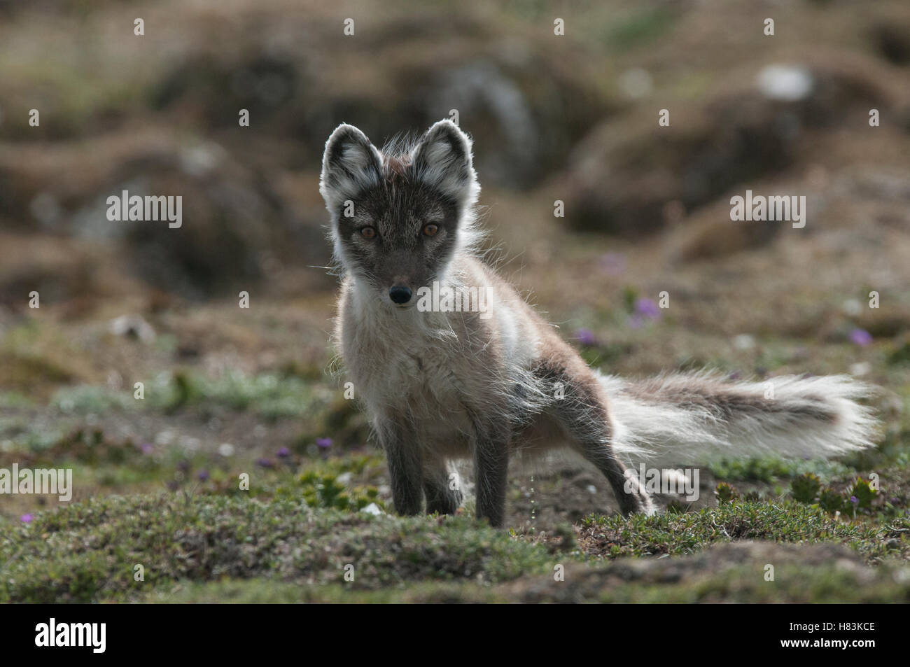 Arctic Fox (Alopex lagopus) molting into winter coat, Wrangel Island ...