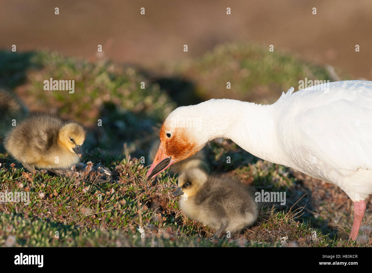 Snow Goose (Chen caerulescens) mother tending to her chicks, Wrangel ...