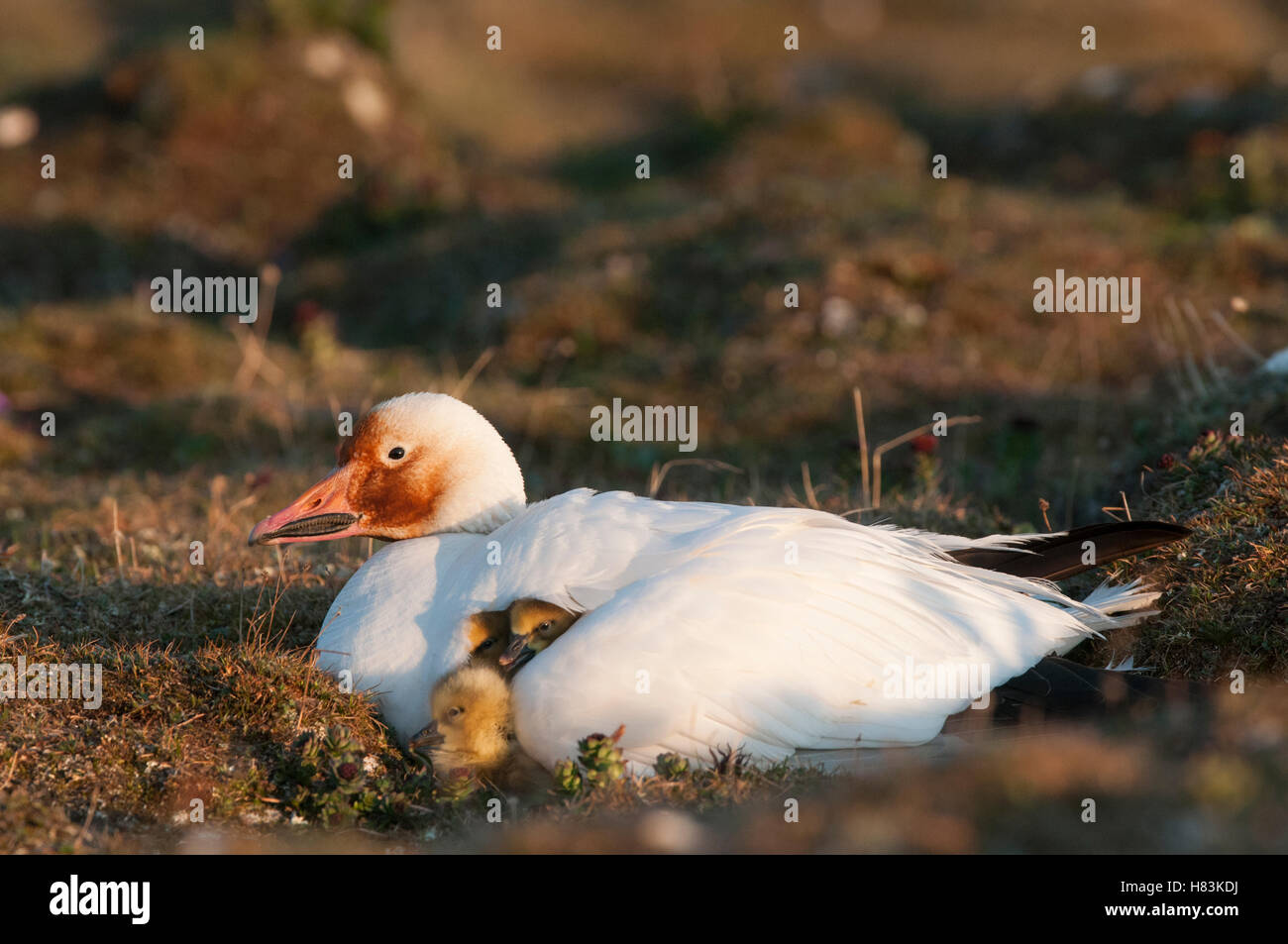 Snow Goose (Chen caerulescens) mother with chicks huddling under her ...
