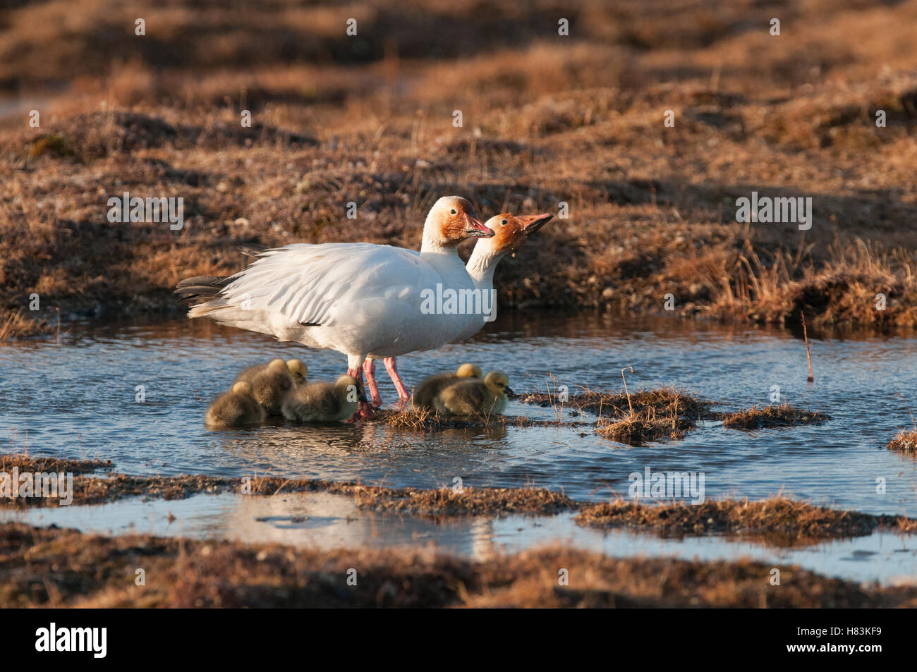 Snow Goose (Chen caerulescens) pair and chicks bathing and drinking at ...