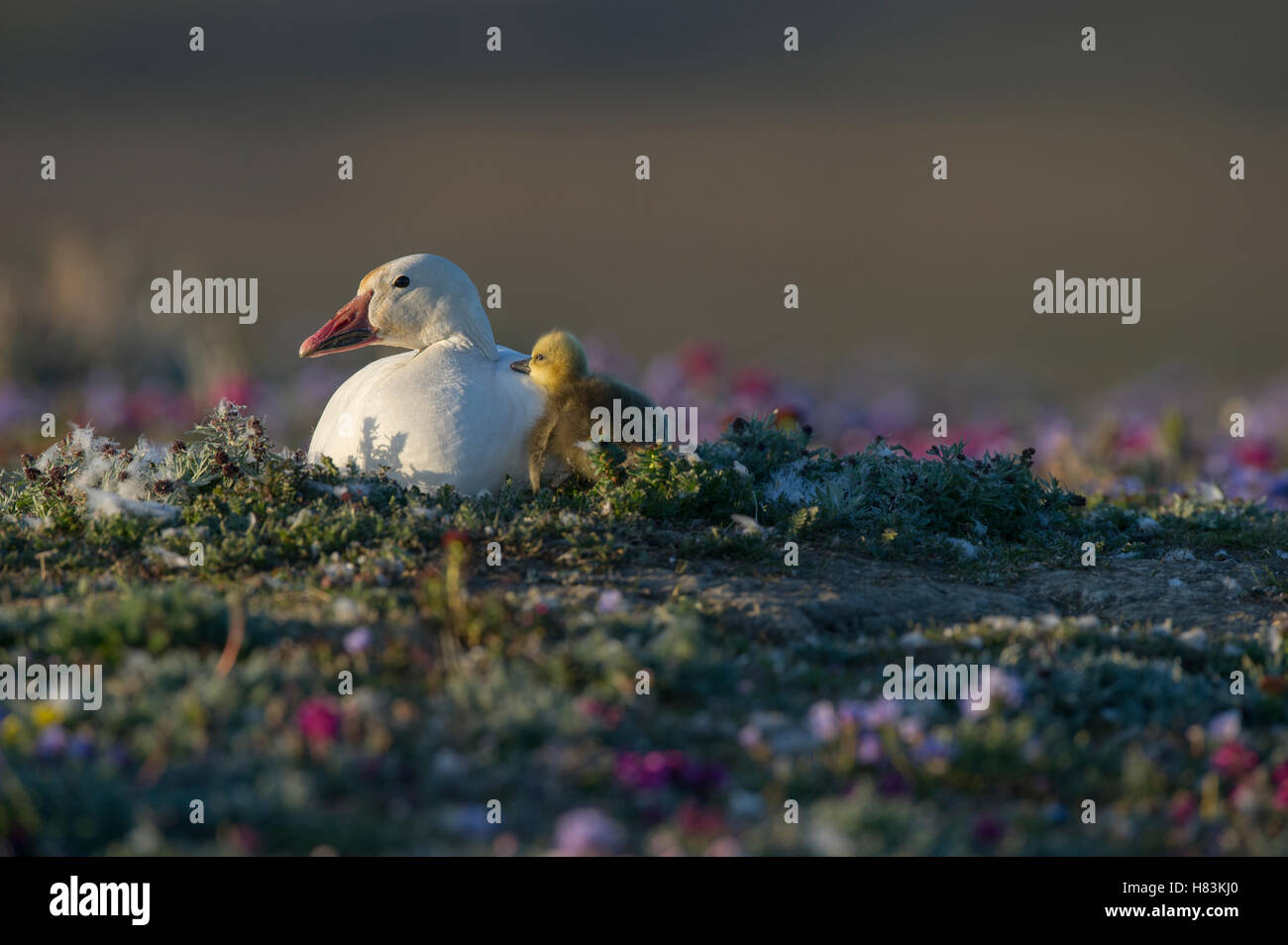 Snow Goose (Chen caerulescens) female with adopted orphaned chick at ...