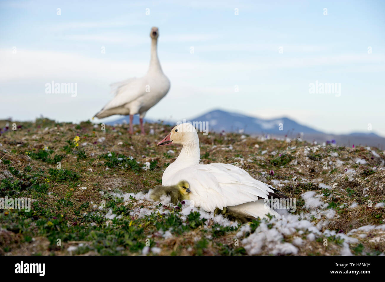 Snow Goose (Chen caerulescens) pair with chick at their nest, Wrangel ...