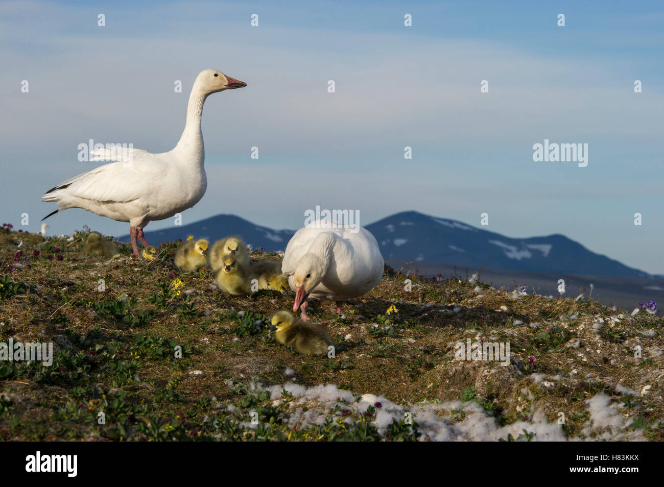 Snow Goose (Chen caerulescens) pair with chick at their nest, Wrangel ...