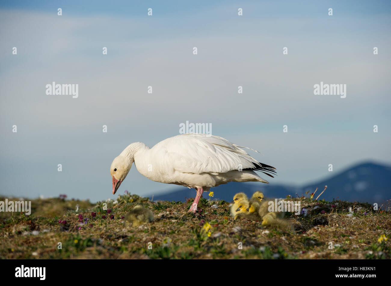 Snow Goose (Chen caerulescens) mother with chick at their nest, Wrangel ...