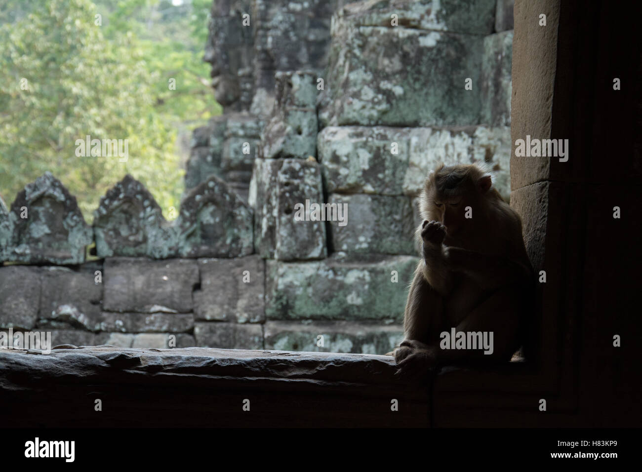 Monkey sitting on a window of Bayon temple in Angkor Wat Stock Photo ...