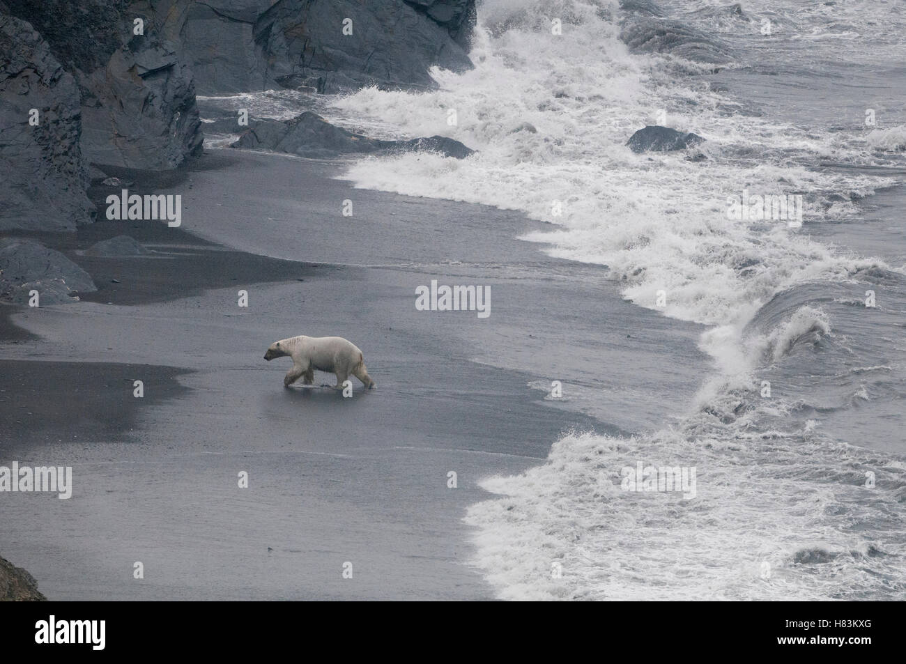 Polar Bear (Ursus maritimus) patrolling beach and tide line, Wrangel ...