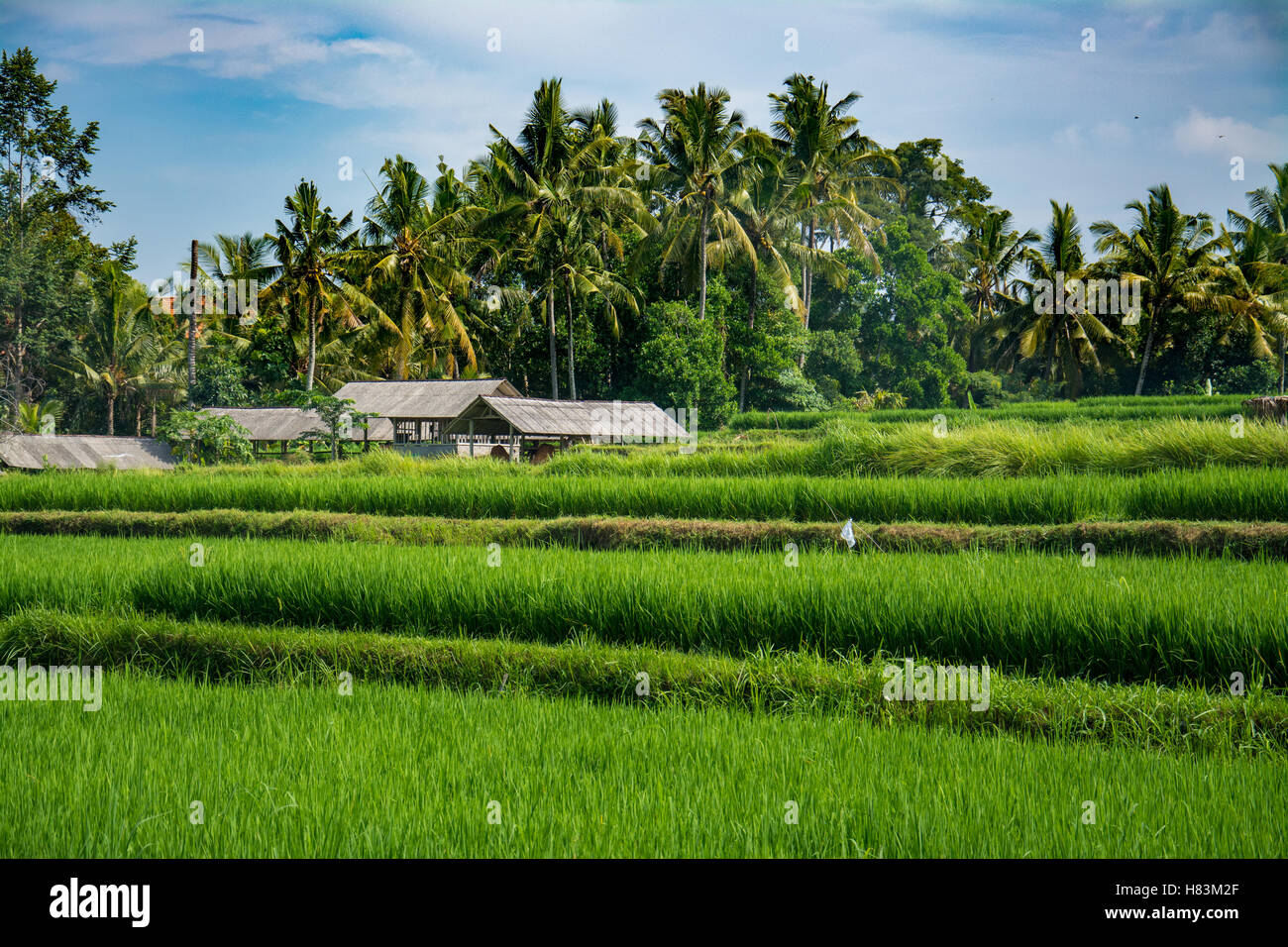 Rice terraces fields on bali hi-res stock photography and images - Alamy