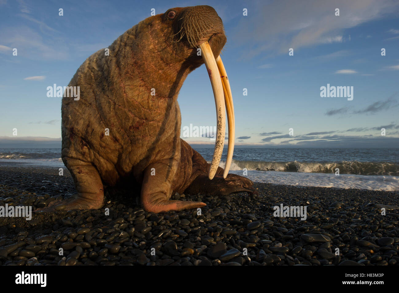 Pacific Walrus (Odobenus rosmarus divergens), Wrangel Island, Russia ...