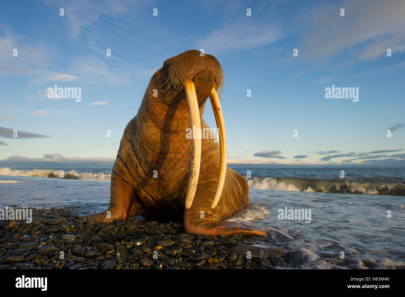 Pacific Walrus (Odobenus rosmarus divergens), Wrangel Island, Russia ...
