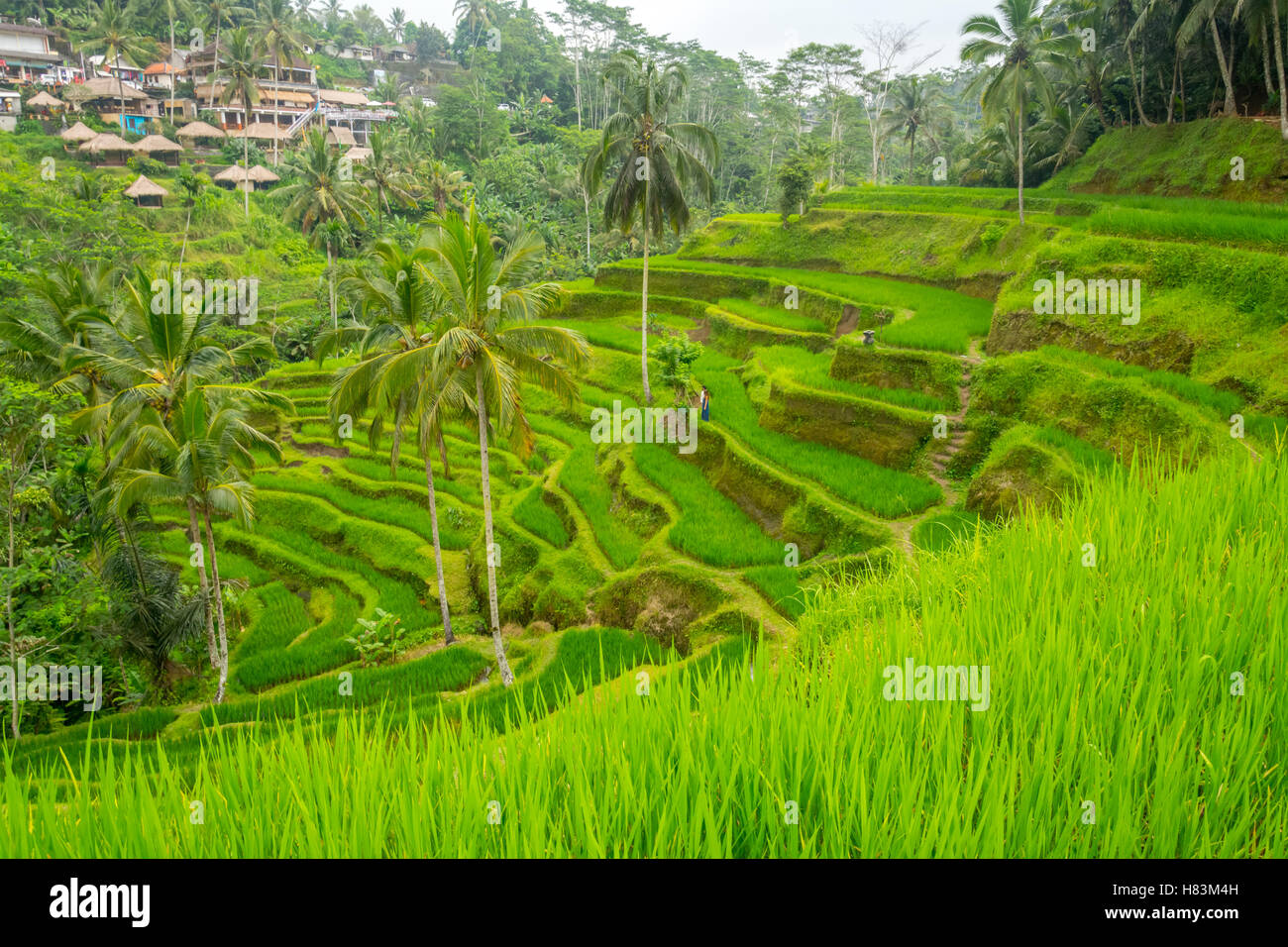 Bali rice terraces close to Ubud Stock Photo - Alamy