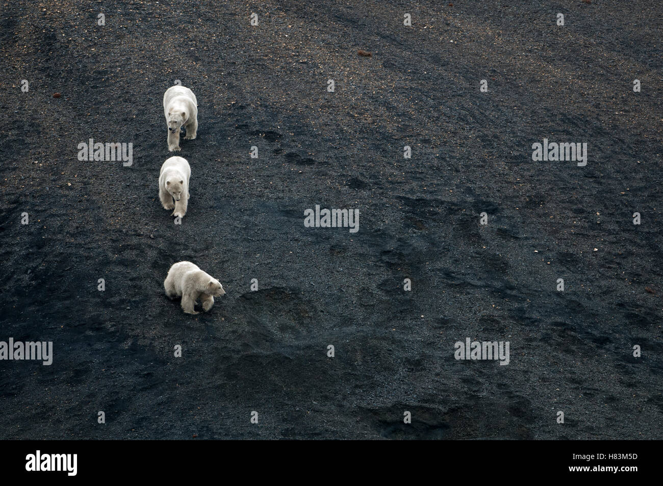 Polar Bear (Ursus maritimus) mother leading her cubs down a dark scree ...
