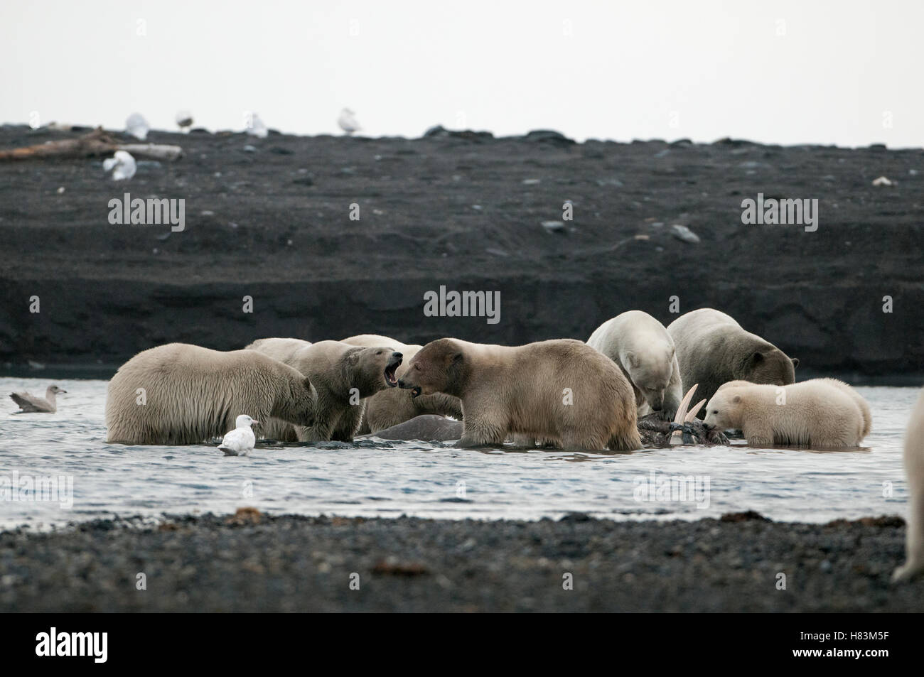 Polar Bear (Ursus maritimus) group feeding on carcass in water, Wrangel ...