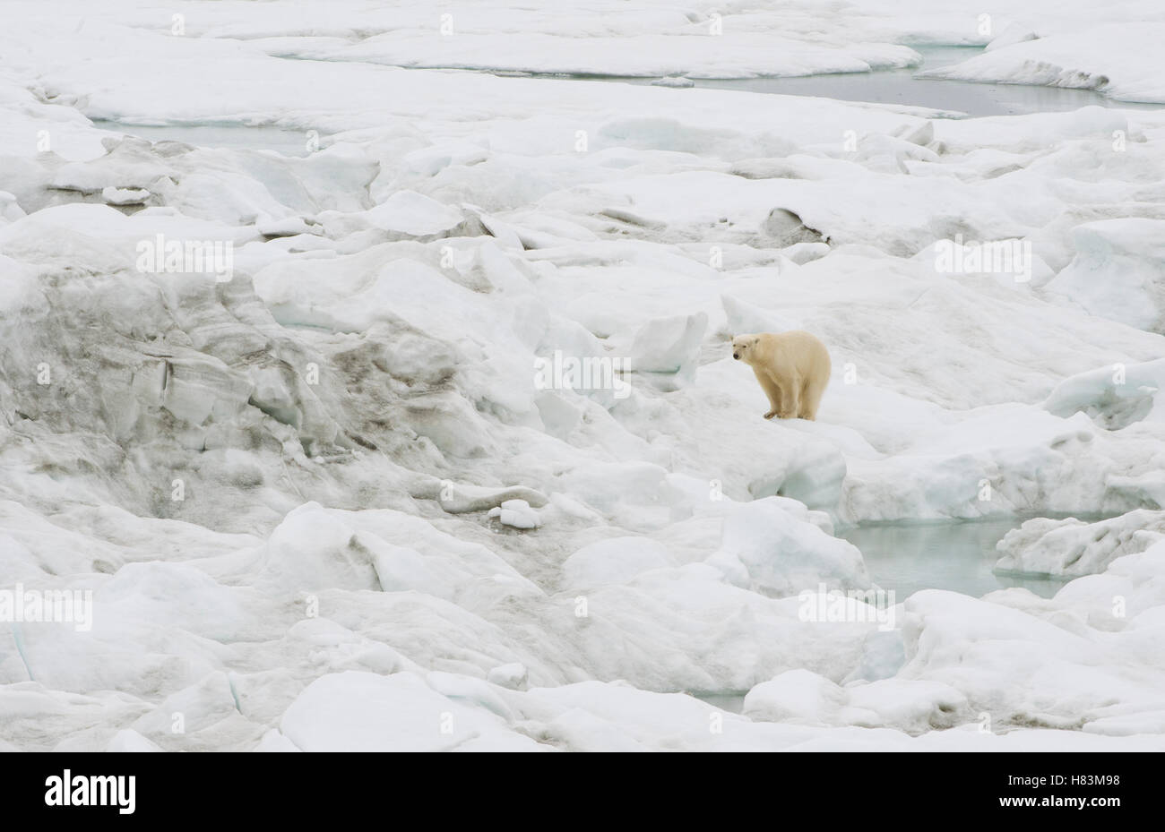 Polar Bear (Ursus maritimus) on field of pack ice, Wrangel Island ...