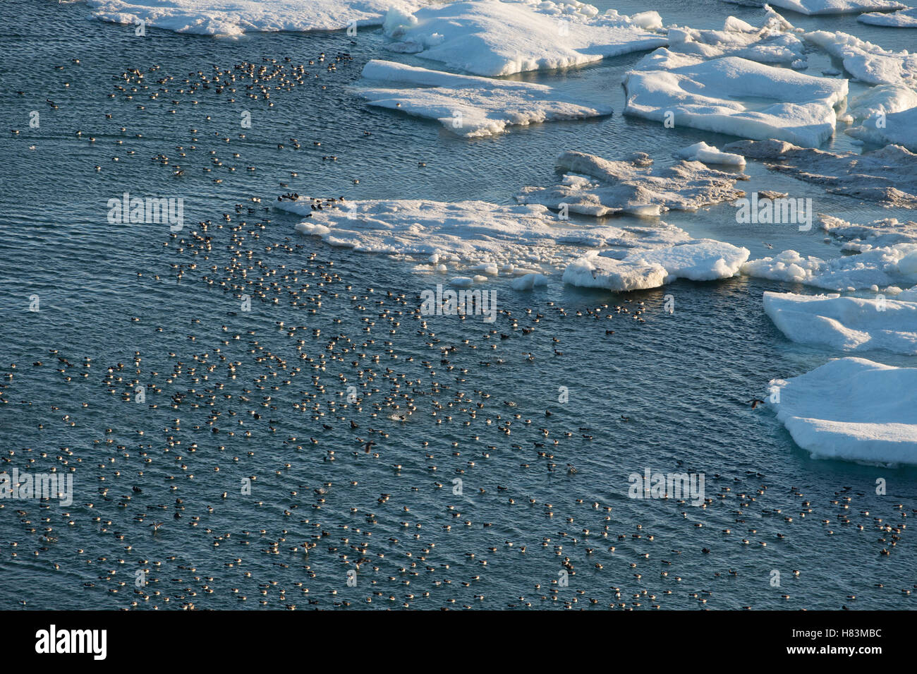 Common Murre (Uria aalge) colony on and around floating ice, Wrangel ...