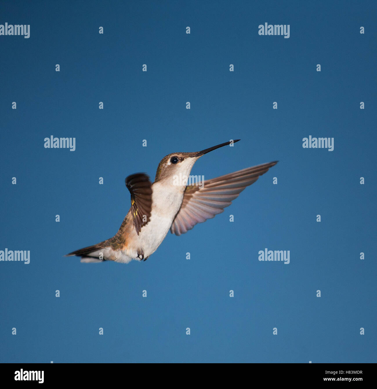 Blue Hummingbird In Flight