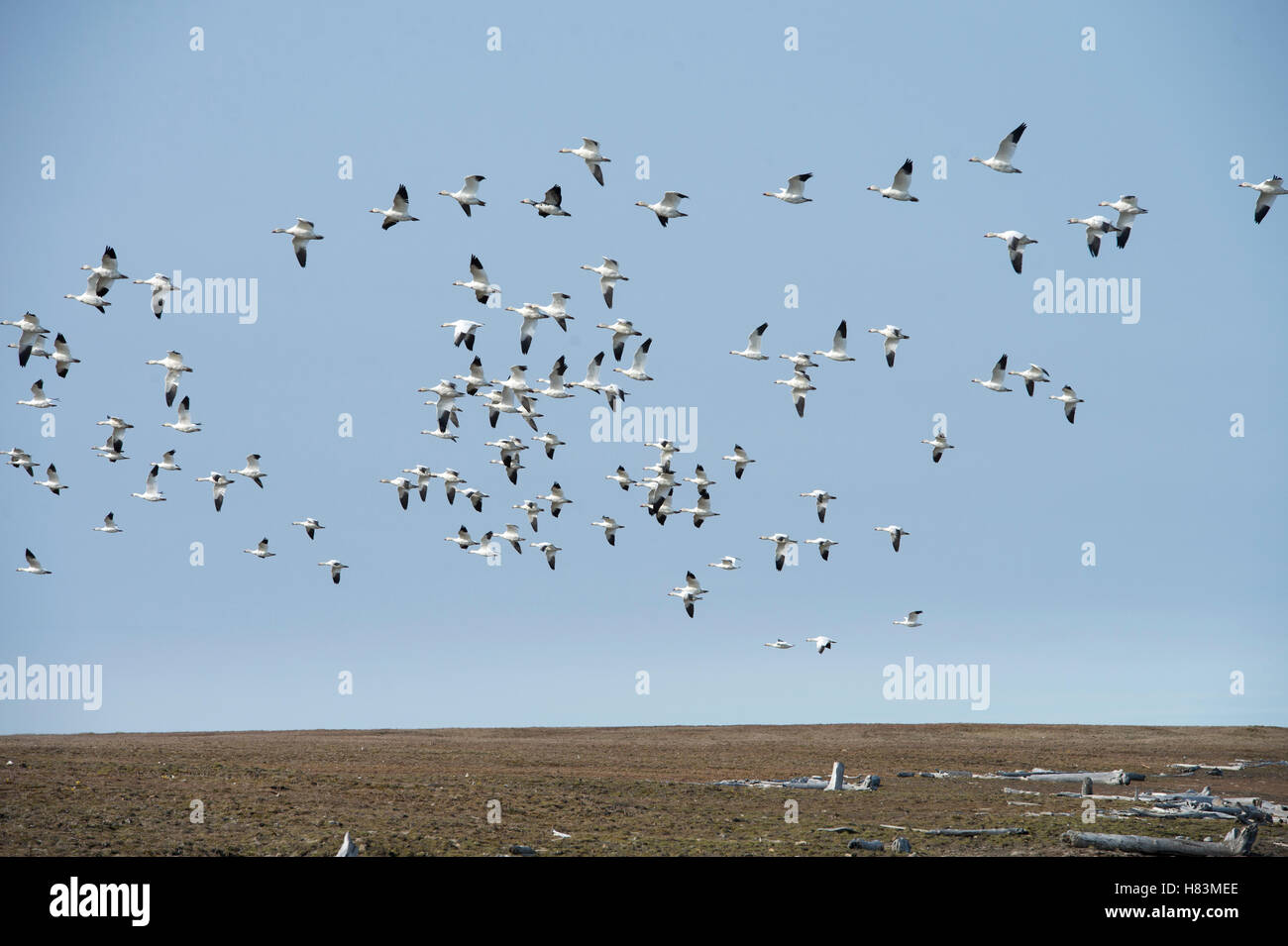 Snow Goose (Chen caerulescens) flock flying over tundra, Wrangel Island, Russia Stock Photo - Alamy