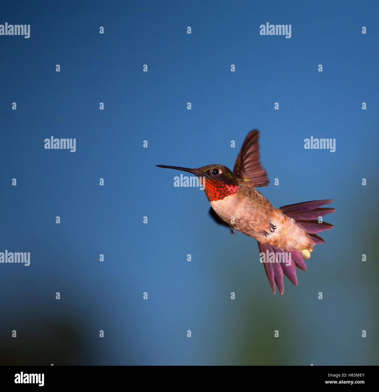 Hummingbird that is making a fast turn in the air Stock Photo - Alamy