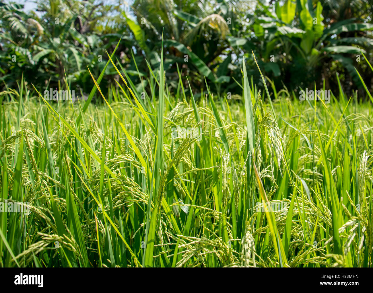 Closeup of rice fields on Ubud, Bali Stock Photo - Alamy