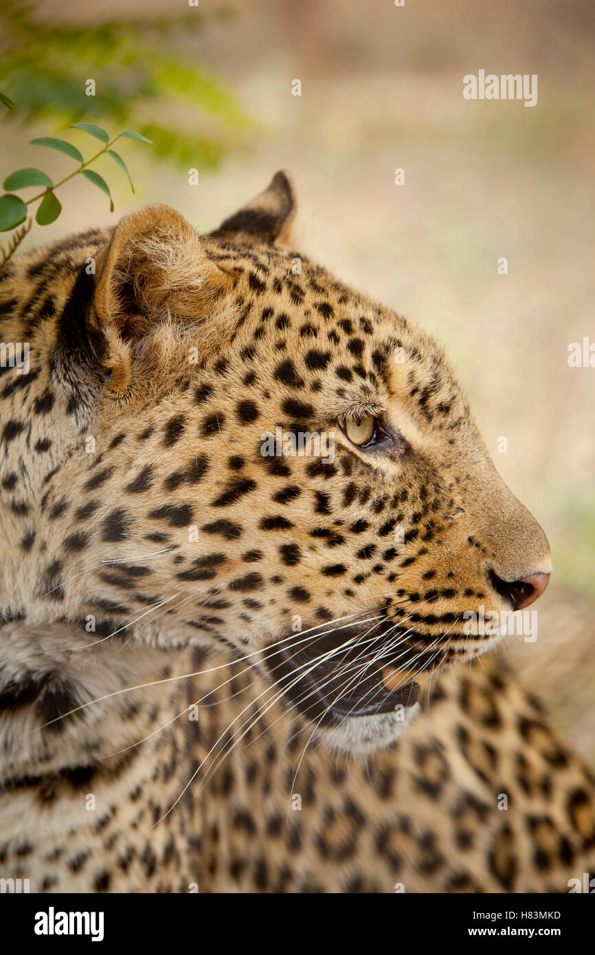 Leopard (Panthera pardus), Chipangali Wildlife Orphanage, Bulawayo ...
