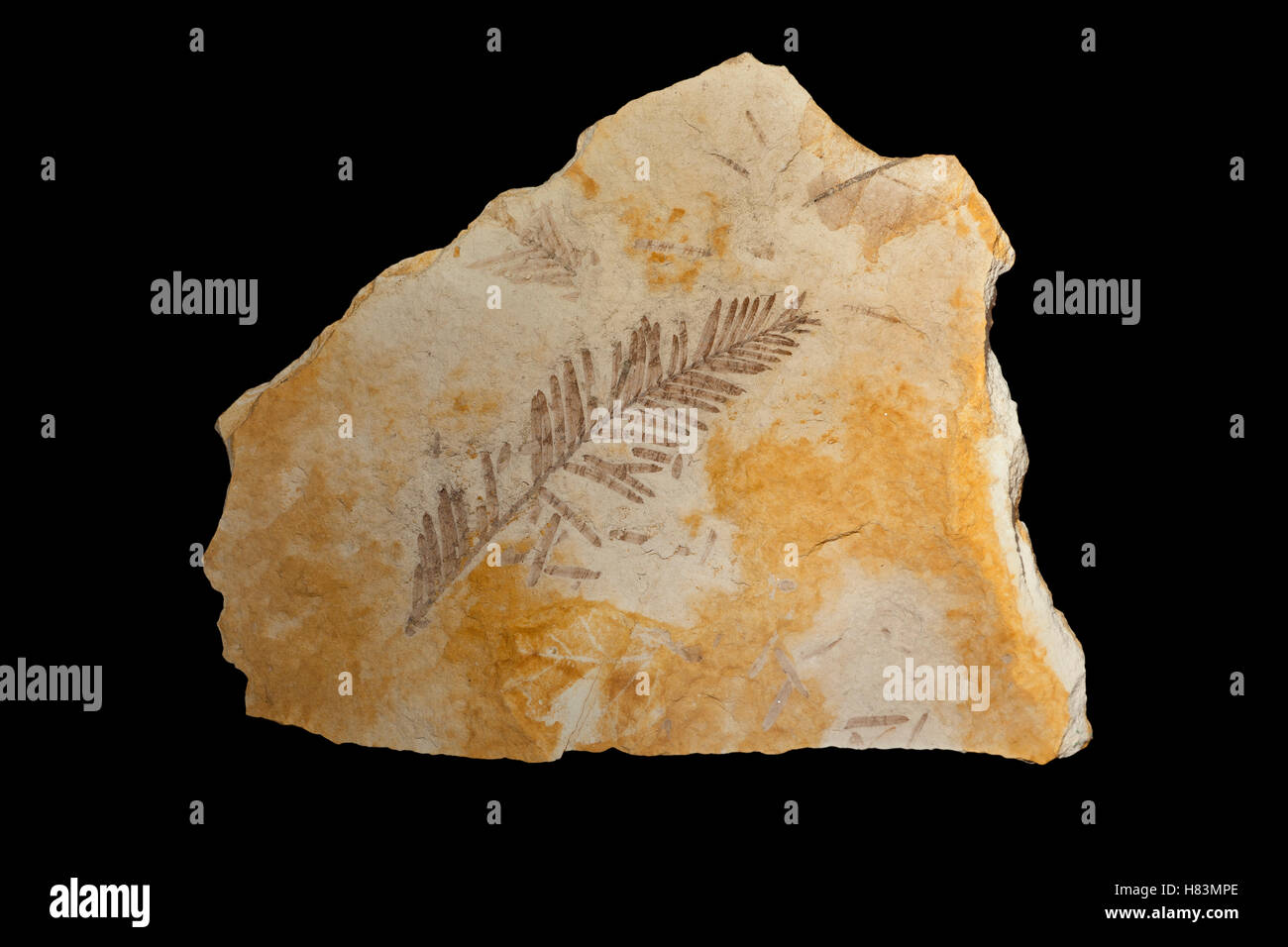Metasequoia (Metasequoia sp) thirty-three million year old fossil ...