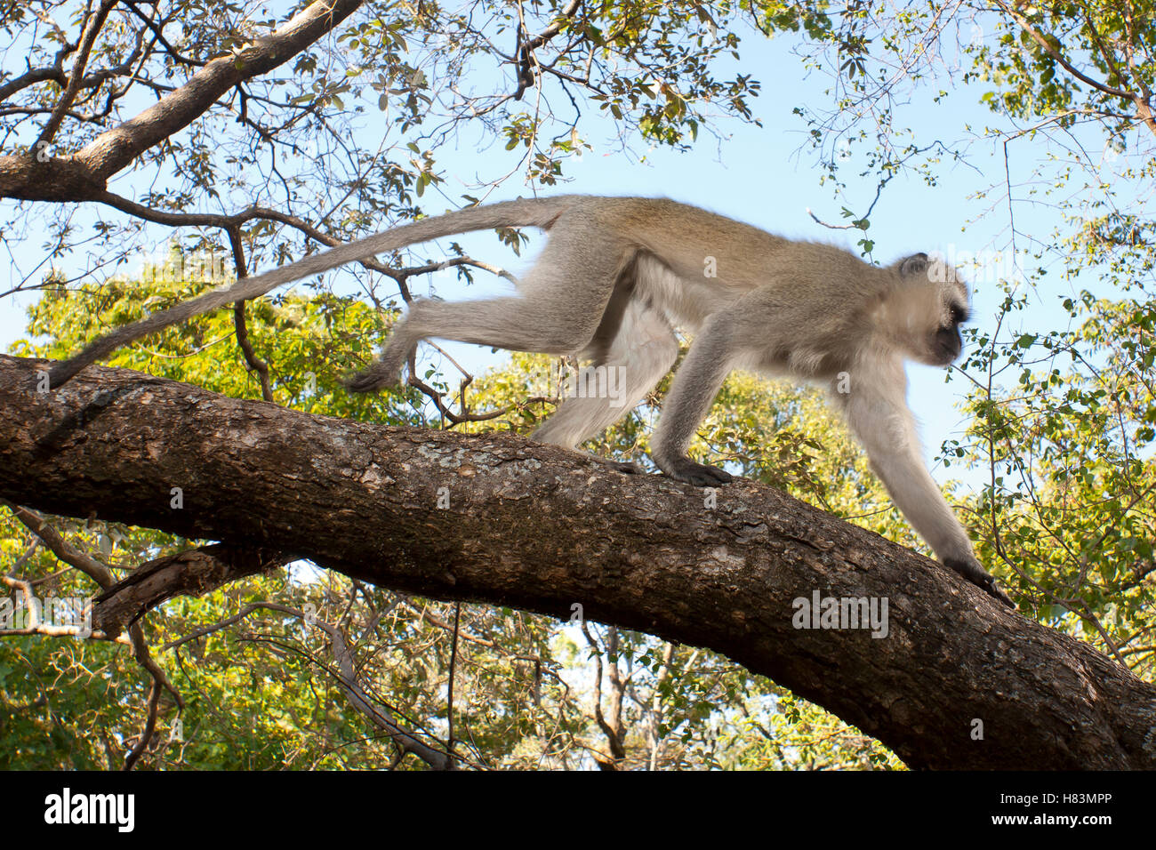 Vervet Monkey (Chlorocebus pygerythrus) male climbing in tree, Matopos ...
