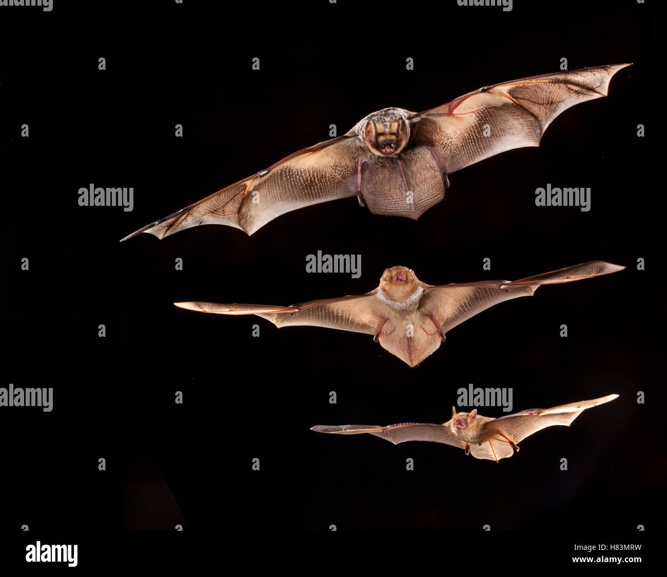 Hoary Bat (Lasiurus cinereus) male with female Eastern Red Bat ...
