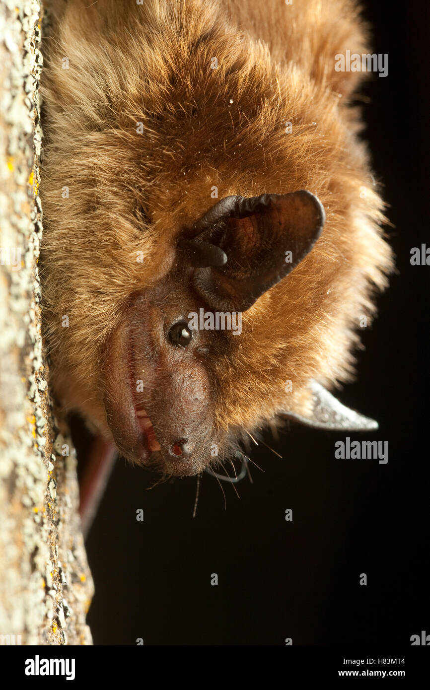 Big Brown Bat (Eptesicus fuscus) roosting, central Washington Stock ...