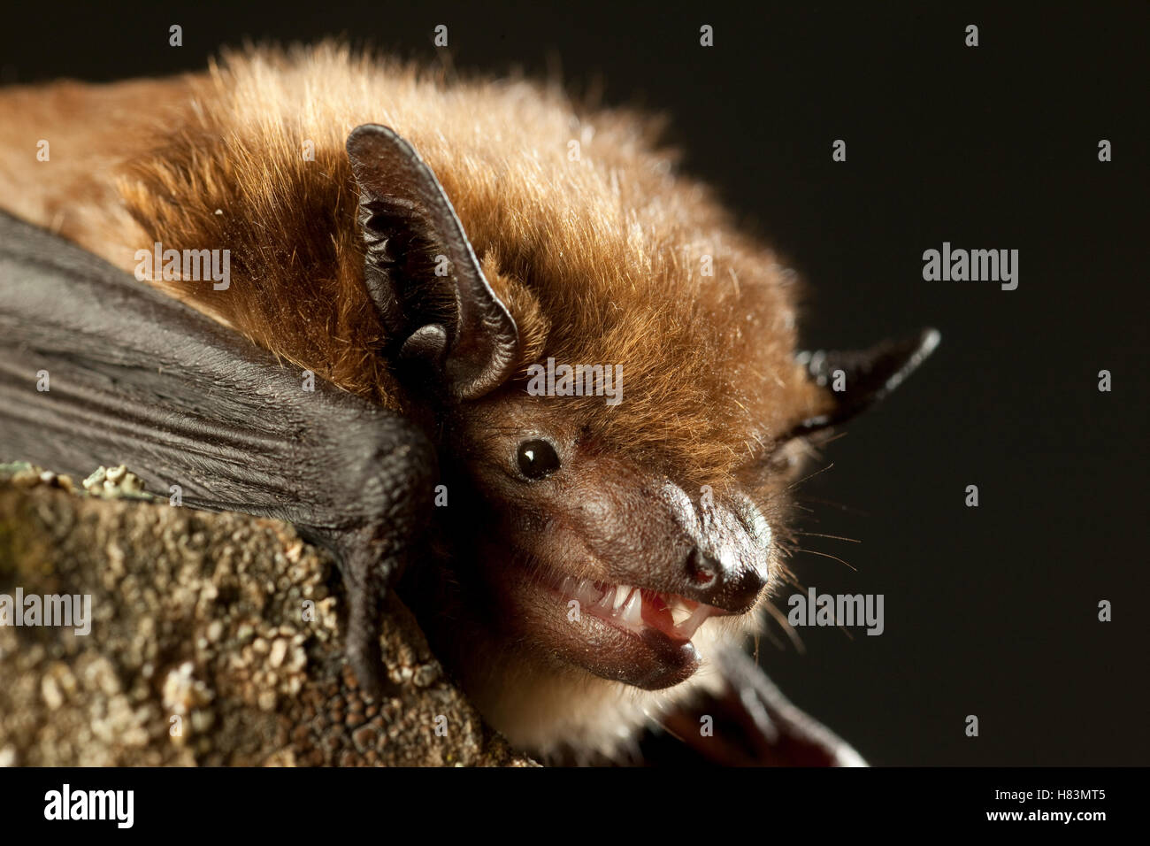 Big Brown Bat (Eptesicus fuscus), central Washington Stock Photo - Alamy