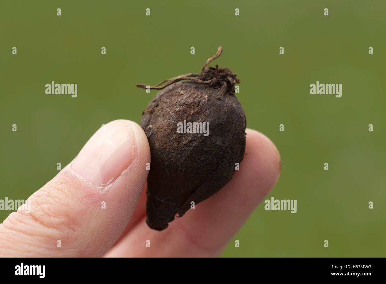 Small Camas (Camassia quamash) edible bulb, Weippe Prairie, Idaho Stock ...