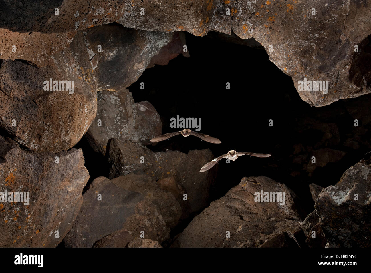 Western Long-eared Myotis (Myotis volans) followed by Long-legged ...
