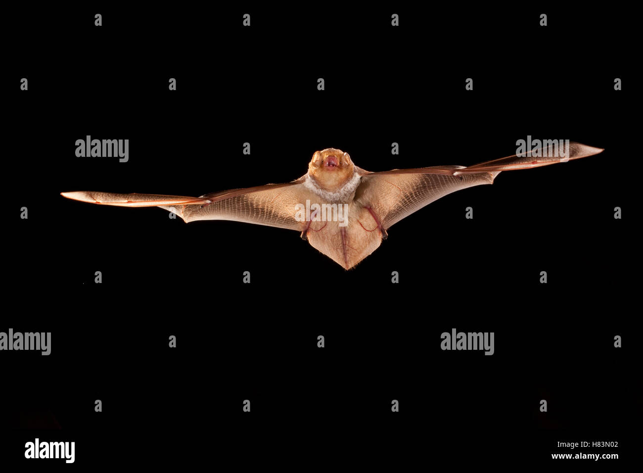 Eastern Red Bat (Lasiurus borealis) female flying, Conasauga River ...