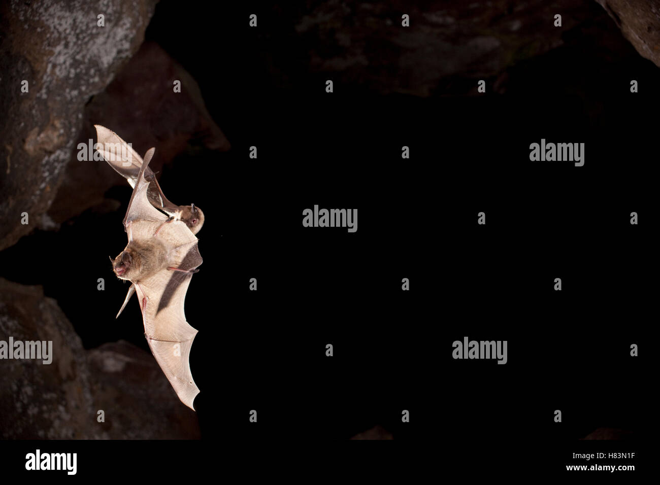 Long-legged Myotis (Myotis volans) pair leaving cave, Pond Cave ...