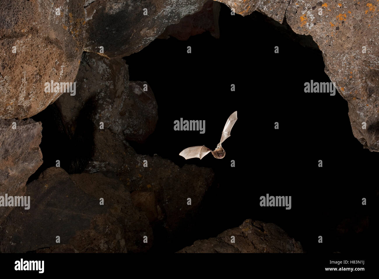 Long-legged Myotis (Myotis volans) leaving cave, Pond Cave, Craters of ...