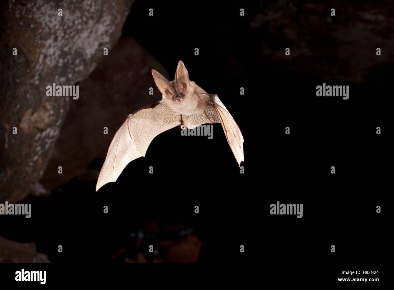 Townsend's Big-eared Bat (Corynorhinus townsendii) leaving cave, Pond ...