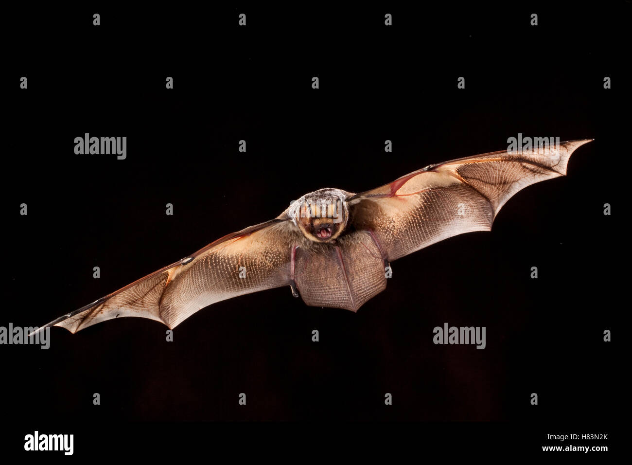 Hoary Bat (Lasiurus cinereus) male flying, Conasauga River ...
