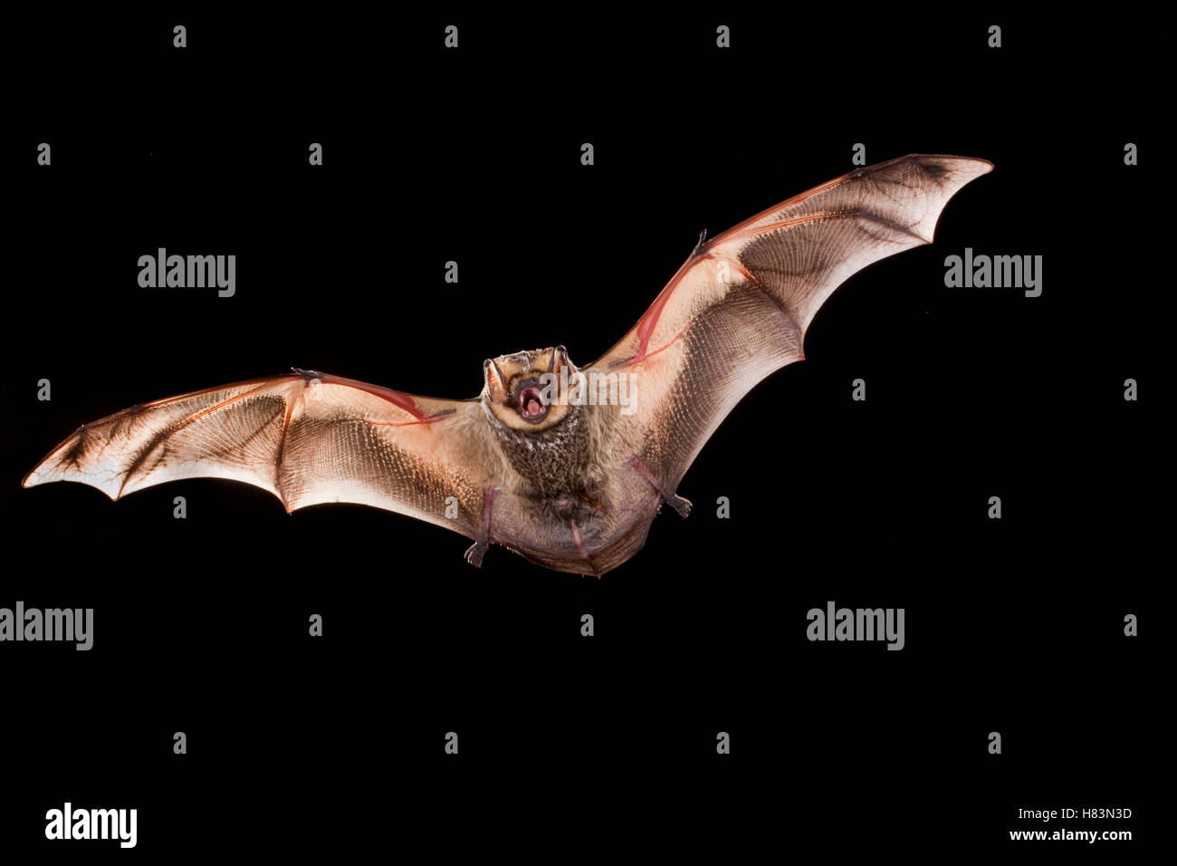 Hoary Bat (Lasiurus cinereus) male flying, Conasauga River ...