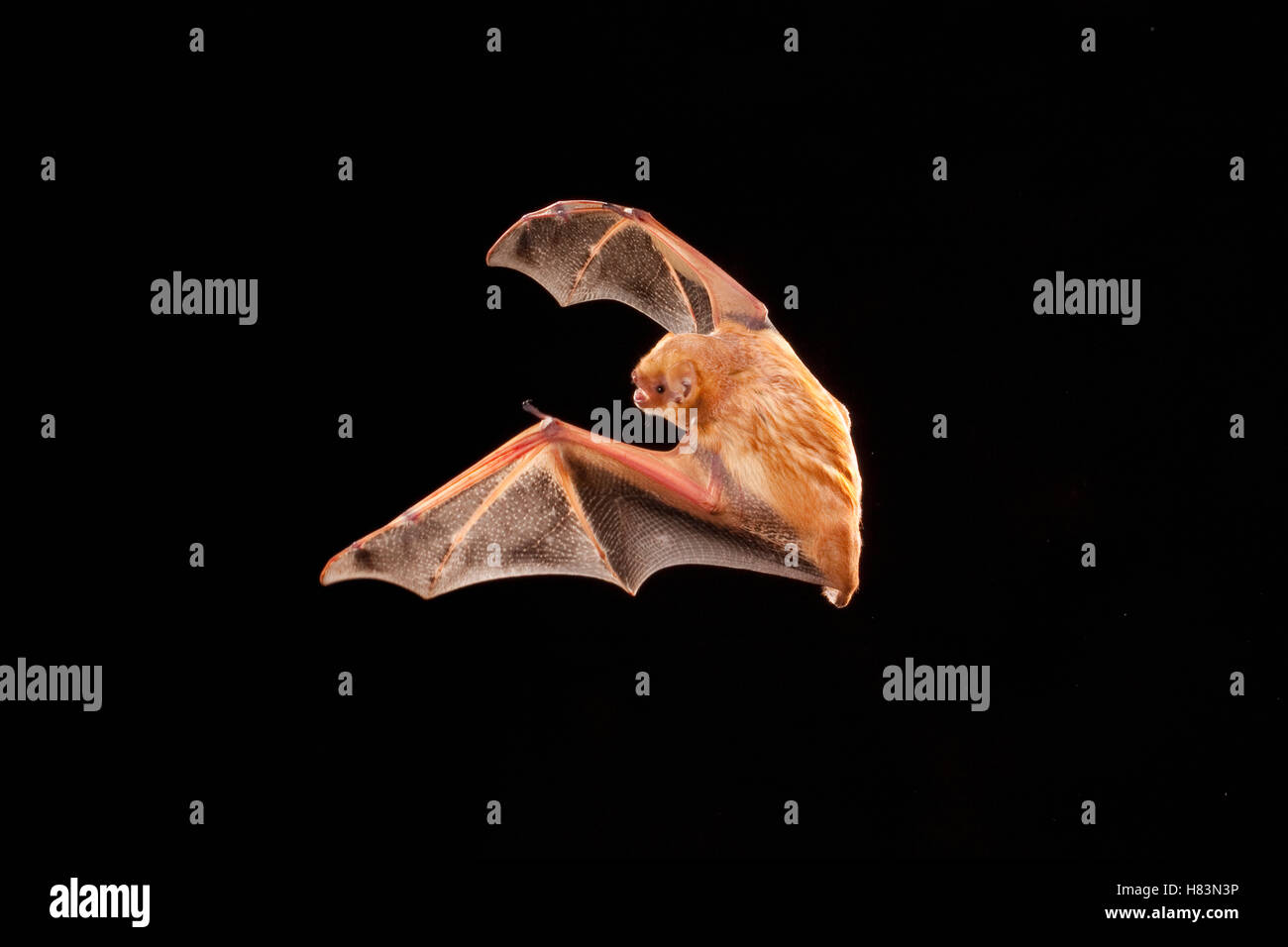 Eastern Red Bat (Lasiurus borealis) male flying, Conasauga River ...