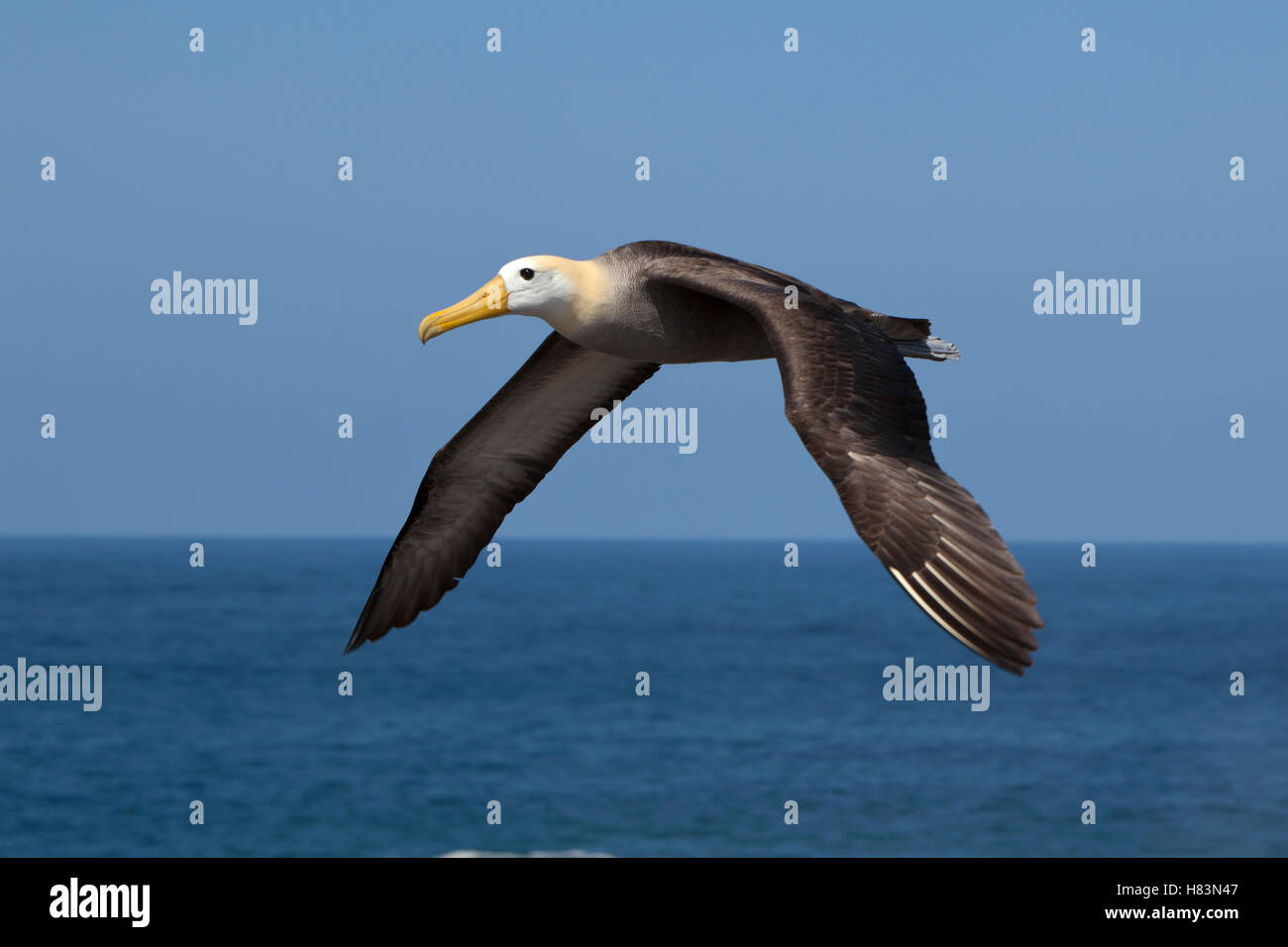 Waved Albatross (Phoebastria irrorata) flying, Espanola Island ...